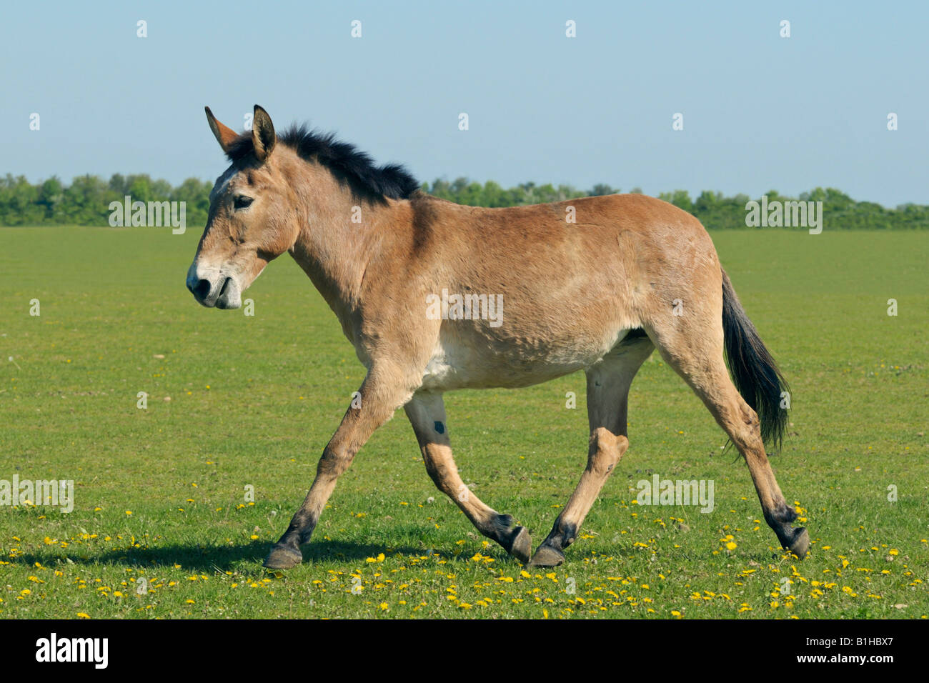 Mule hi-res stock photography and images - Alamy