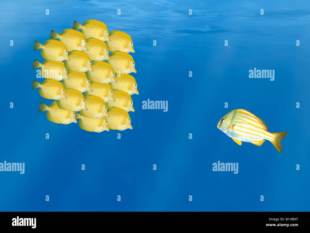Group of Fish facing single fish Stock Photo - Alamy