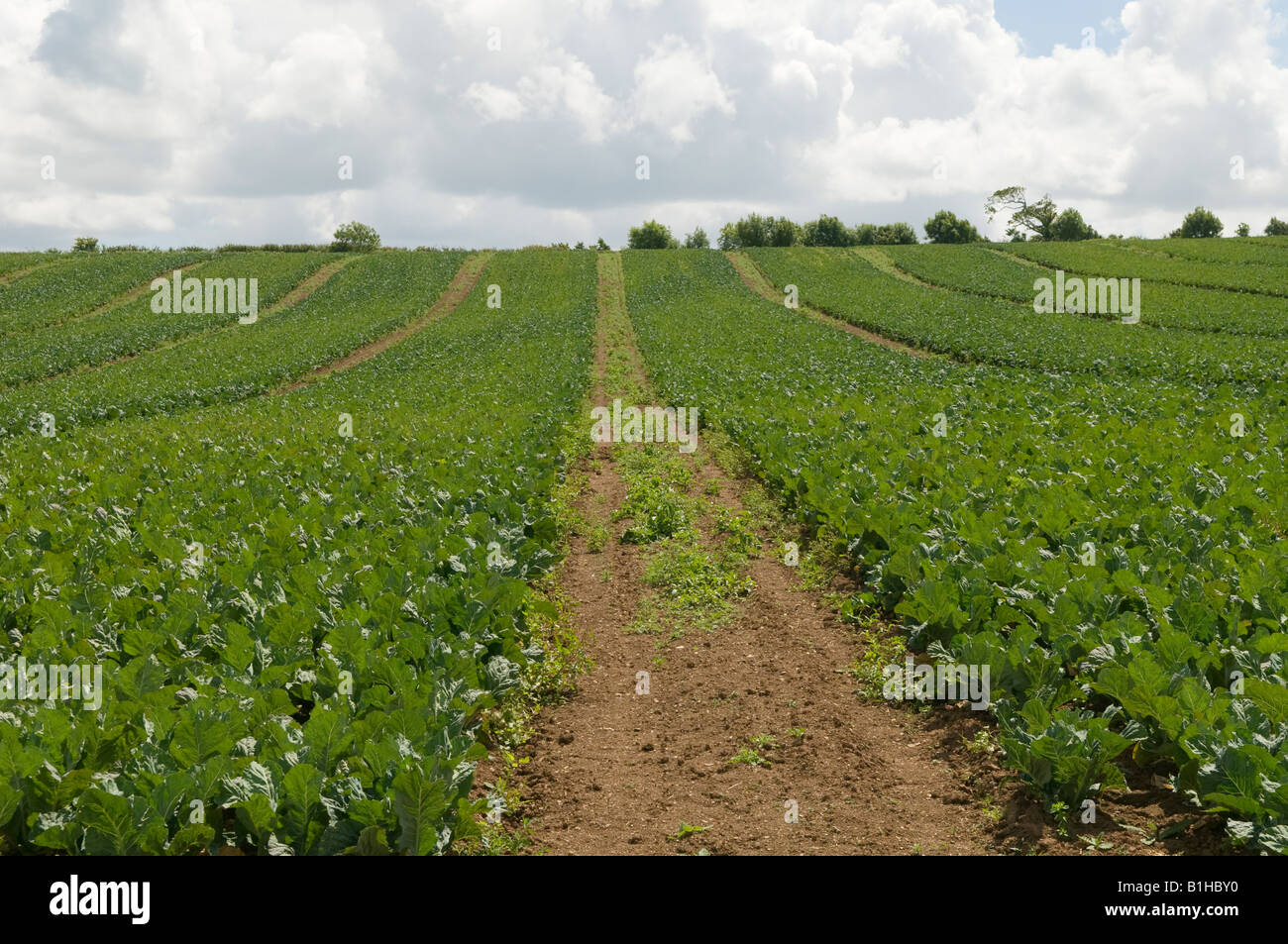 A field of green crops, Cornwall, UK against a grey cloudy sky Stock ...