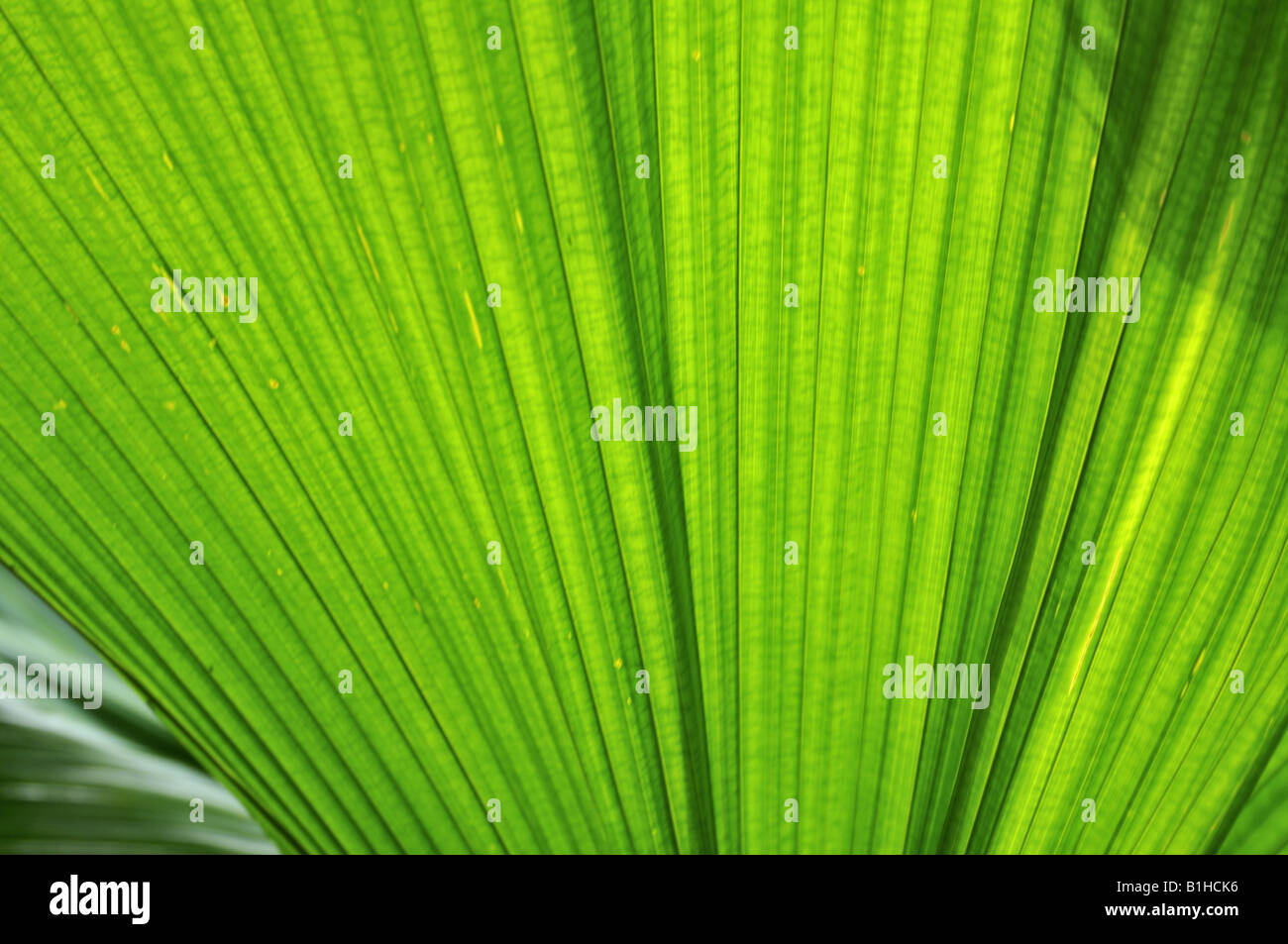 Monocot leaf hi-res stock photography and images - Alamy