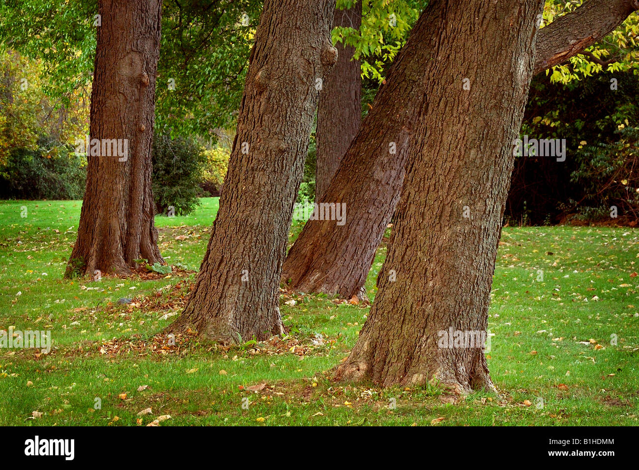 Park Tree Stand Stock Photo - Alamy