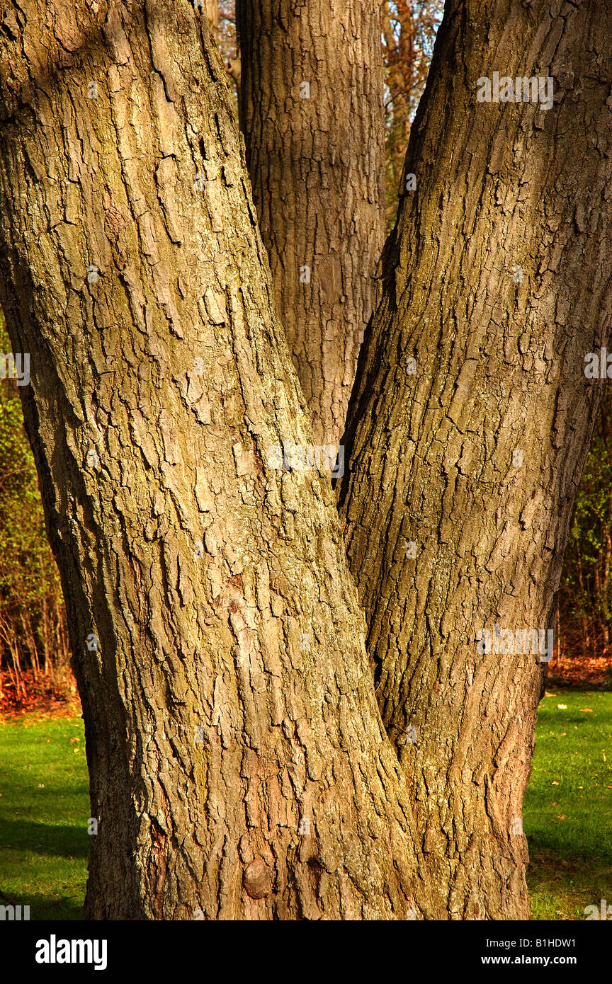 Park Trees Portrait Stock Photo - Alamy