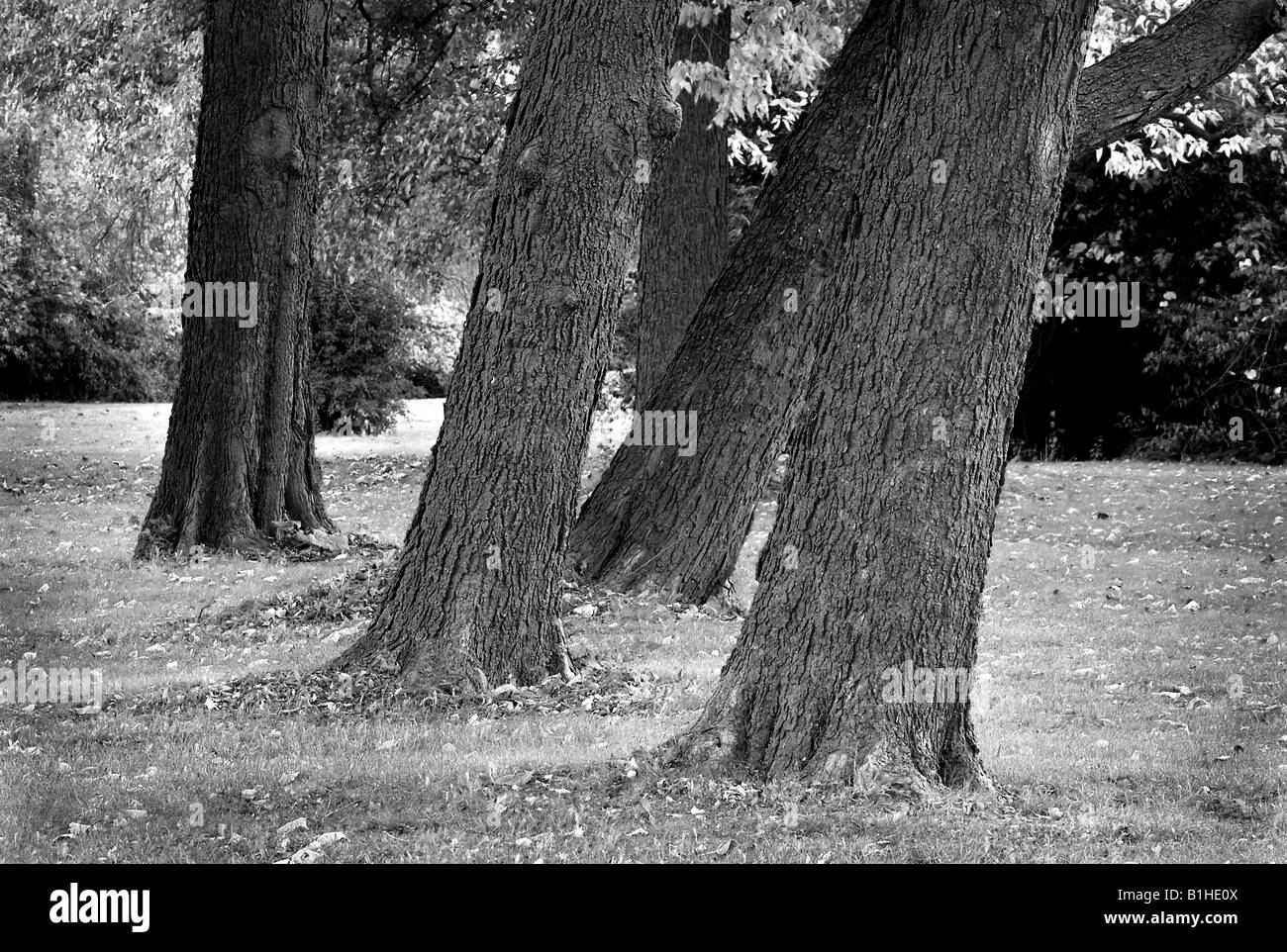 Black and White Tree Stand Stock Photo - Alamy