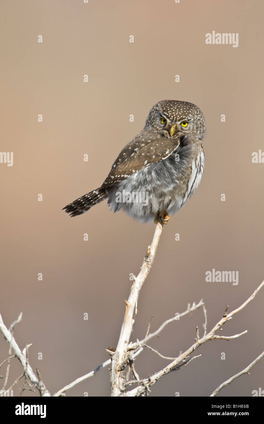 Northern pygmy owl Stock Photo - Alamy