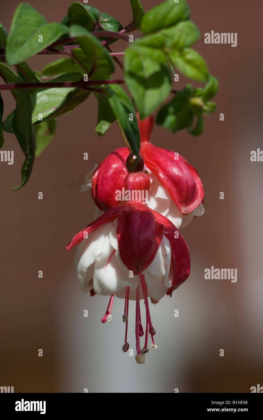 Fucshia hi-res stock photography and images - Alamy
