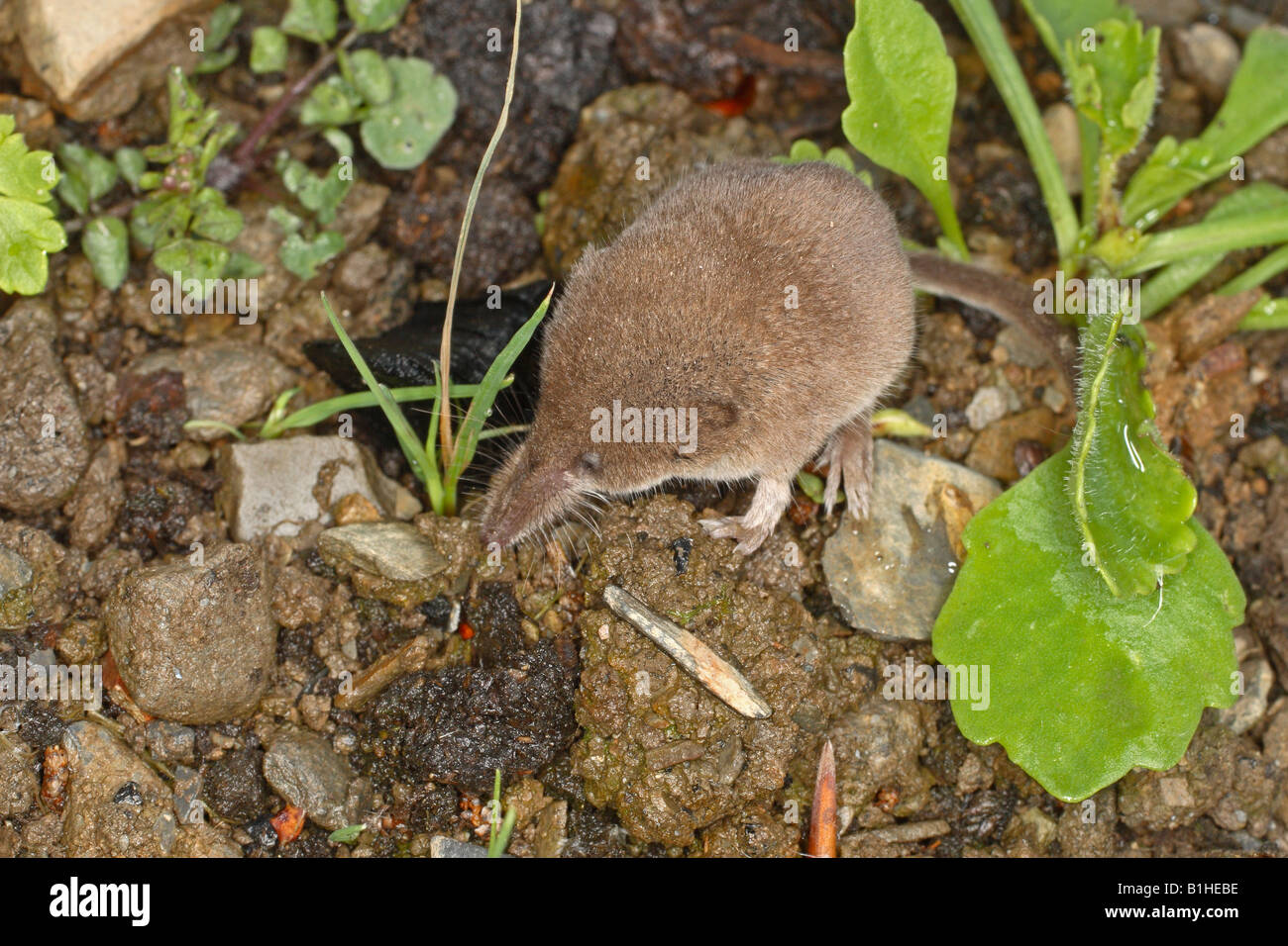 Pygmy shrew hi-res stock photography and images - Alamy
