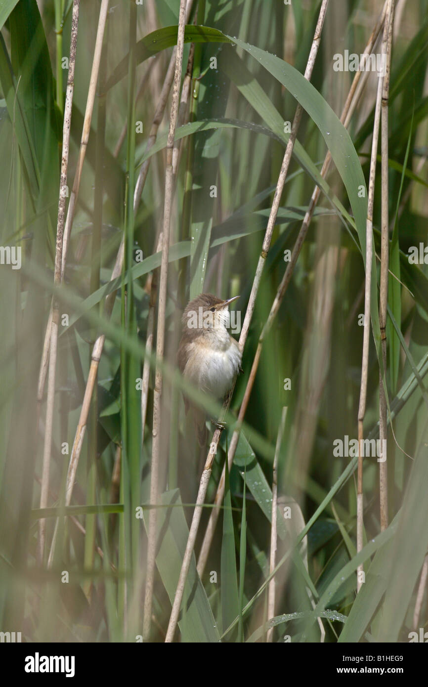 REED WARBLER ACROCEPHALUS SCIRPACEUS IN THICK REED COVER Stock Photo ...
