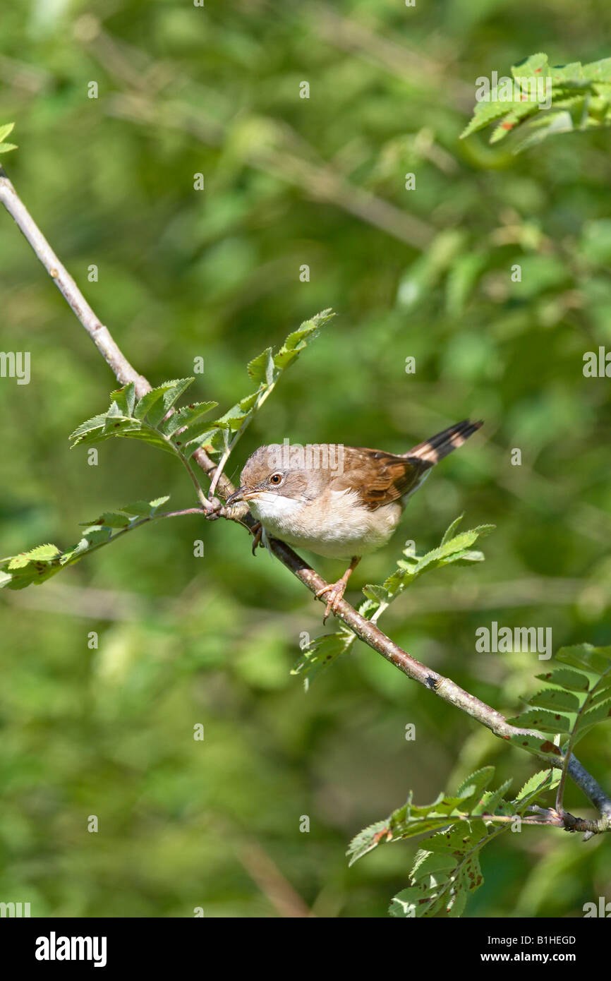 WHITETHROAT SYLVIA COMMUNIS PERCHING IN BUSH Stock Photo - Alamy