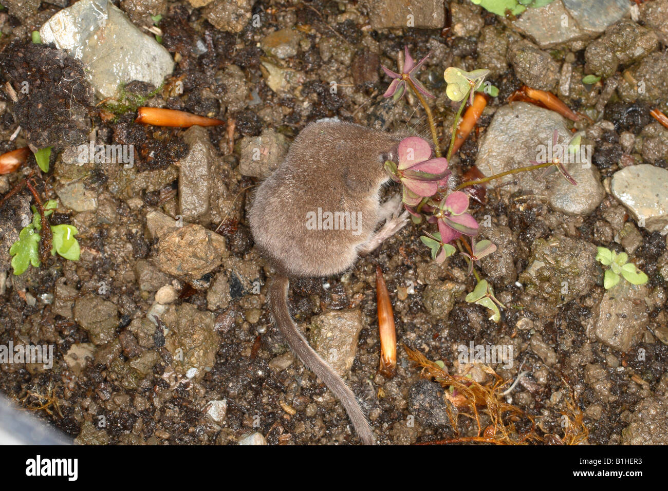 PYGMY SHREW SOREX MINUTUS FORAGING ON GROUND TOP VIEW Stock Photo - Alamy