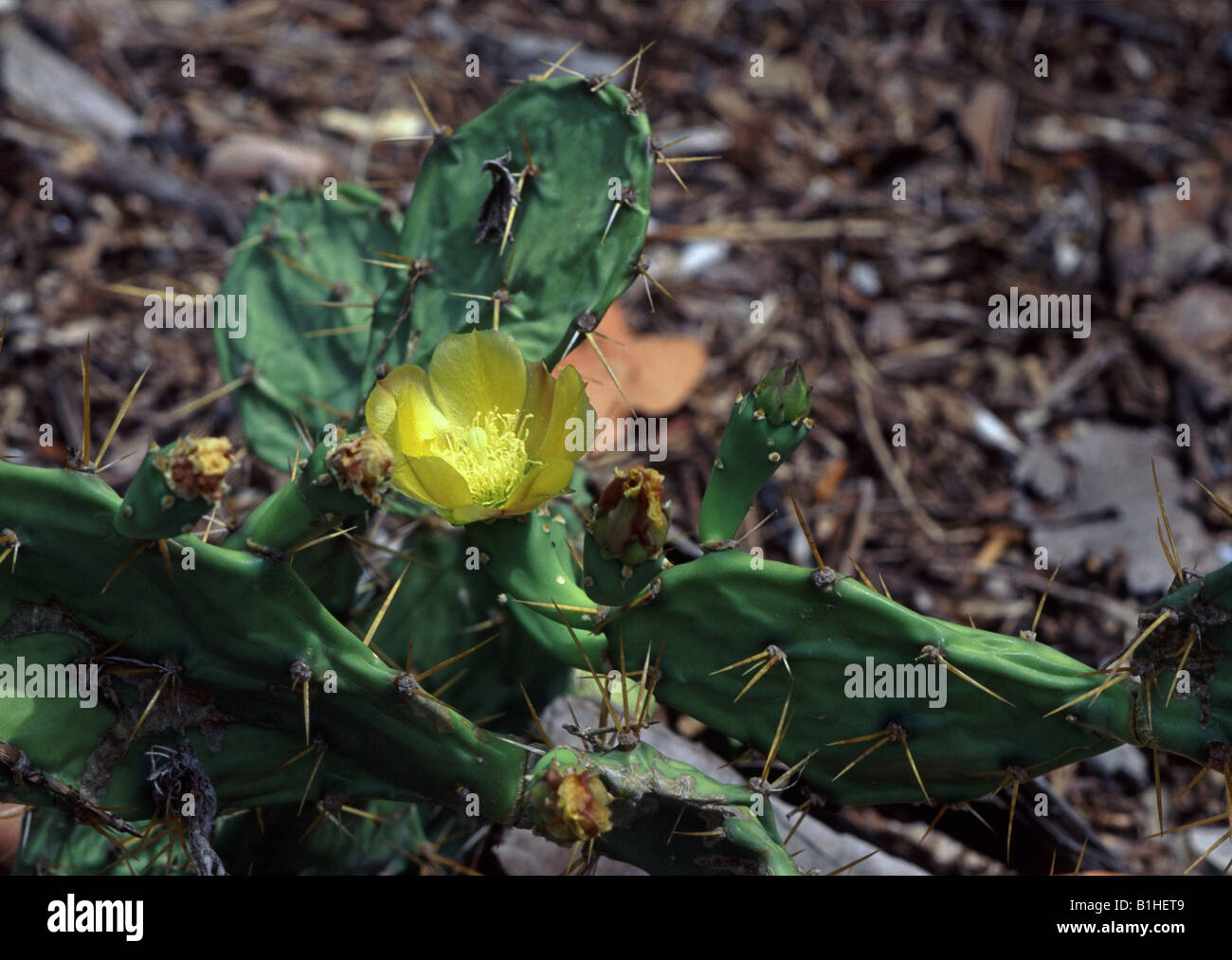 De soto national memorial hi-res stock photography and images - Alamy