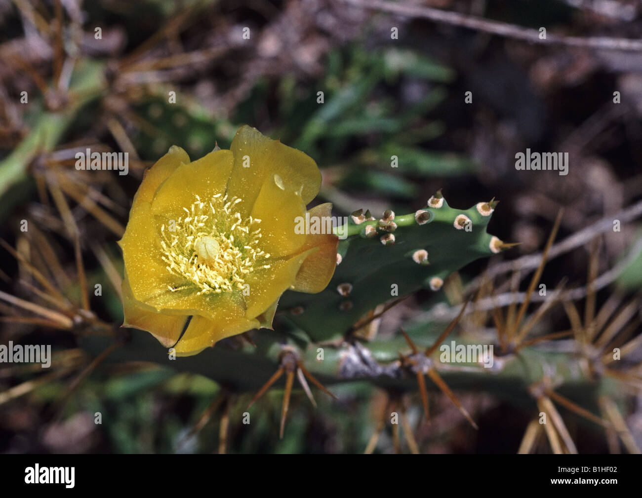 prickly pear cactus Opuntia blossom at De Soto National Memorial ...