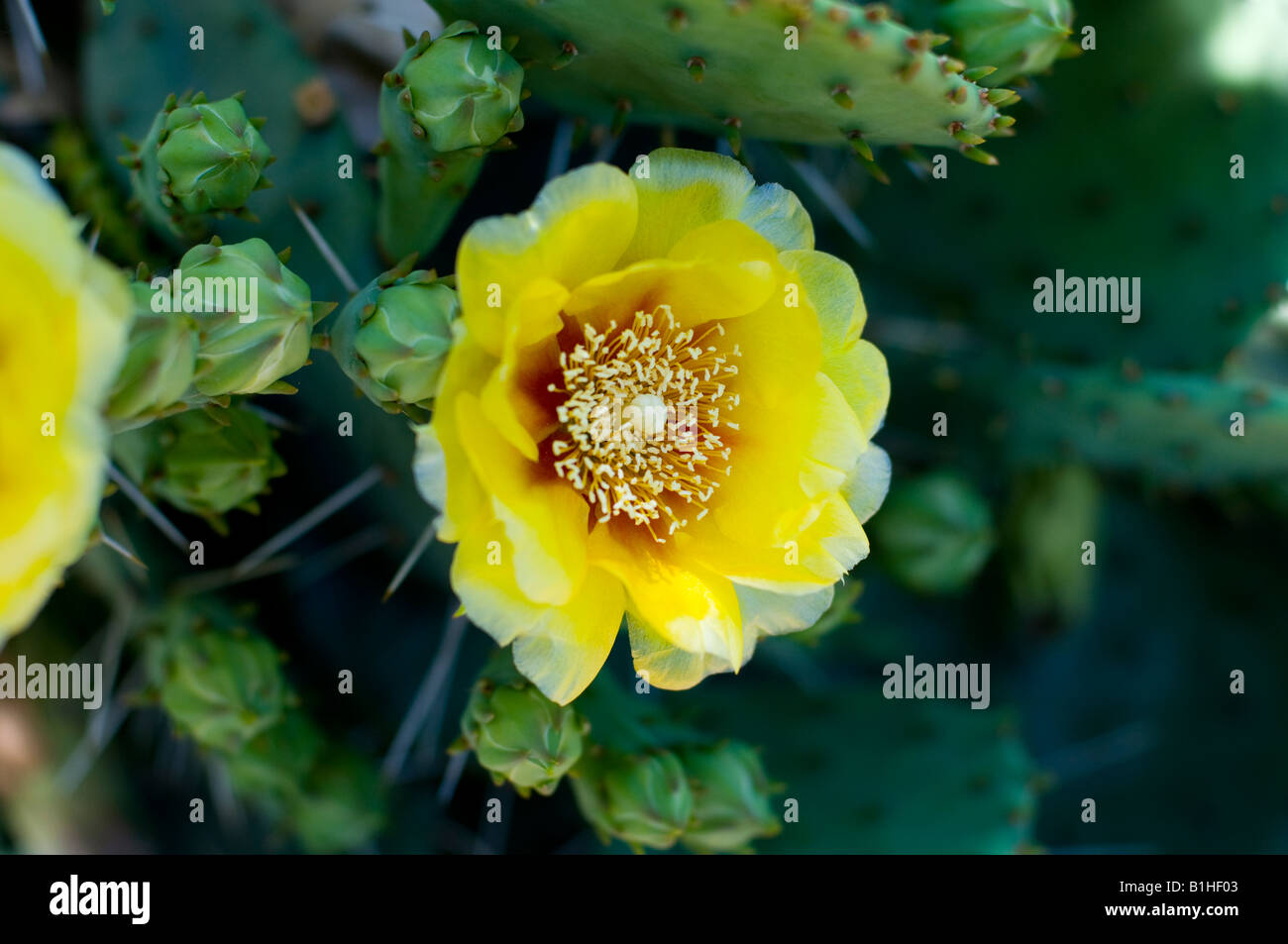 A cactus flower blooms in the late spring Stock Photo - Alamy