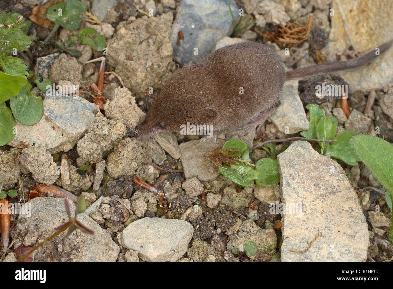 Sorex minutus hi-res stock photography and images - Alamy