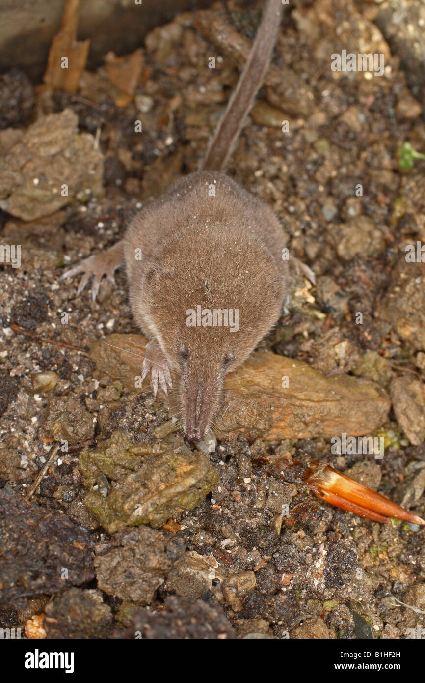 PYGMY SHREW SOREX MINUTUS FRONT VIEW Stock Photo - Alamy
