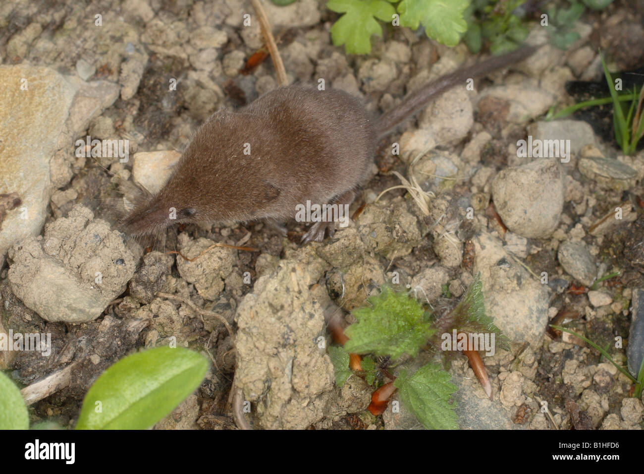 Pygmy shrew hi-res stock photography and images - Alamy