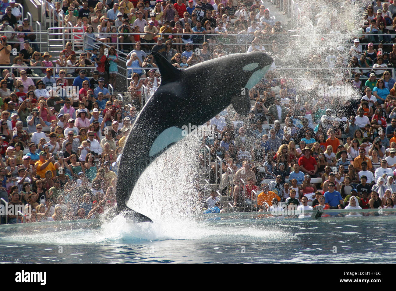 Killer Whale jumping infront of large crowd Stock Photo - Alamy