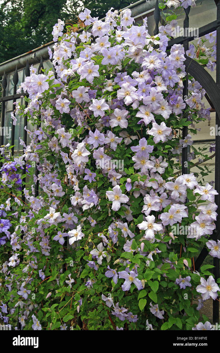 Violet clematis flowers blooming Stock Photo - Alamy