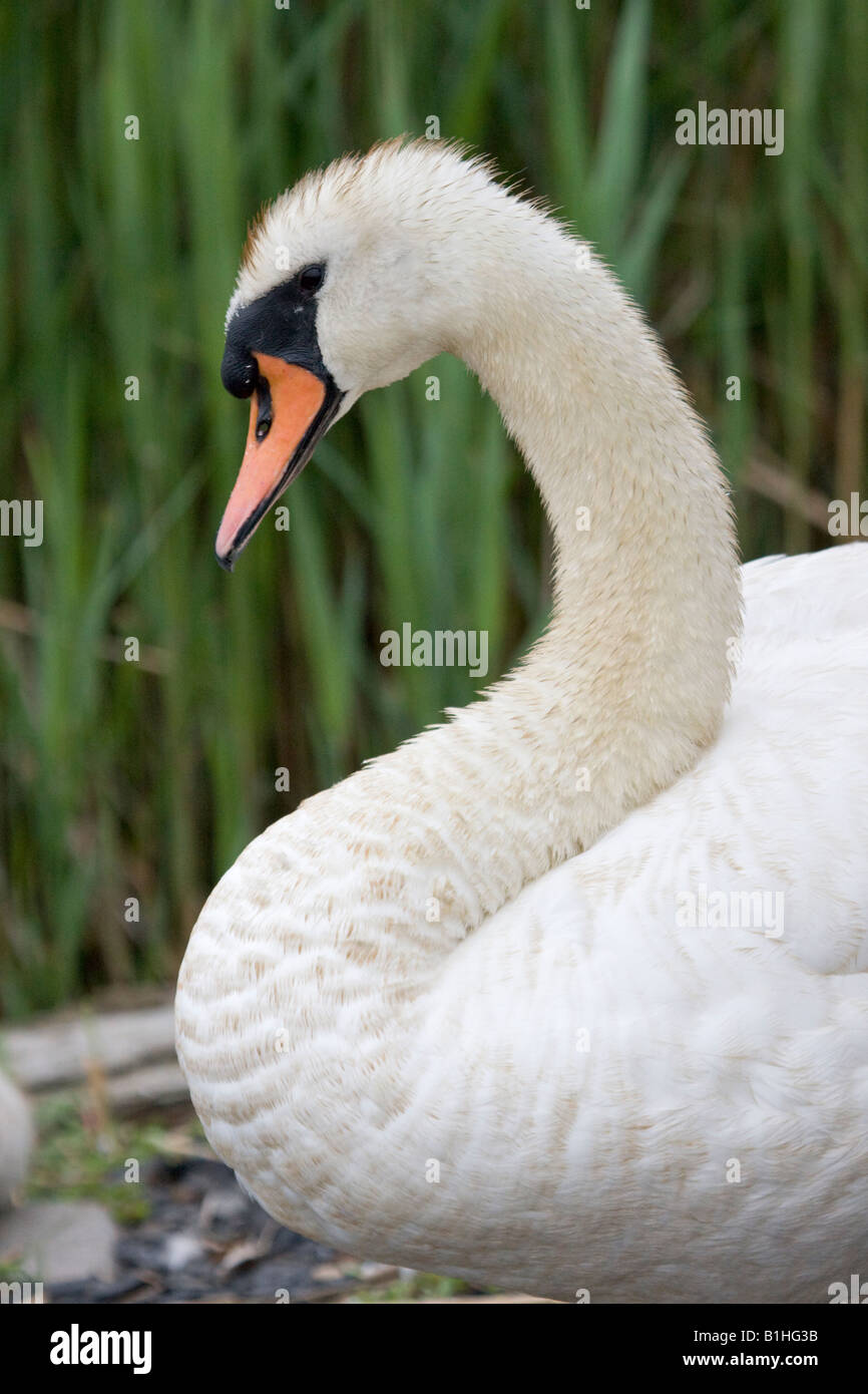 Mute Swan profile closeup Stock Photo - Alamy