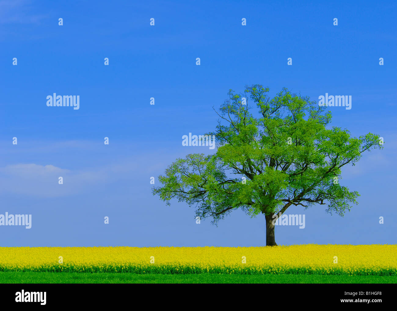 Spring landscape with lonely tree and yellow colza fields Stock Photo ...