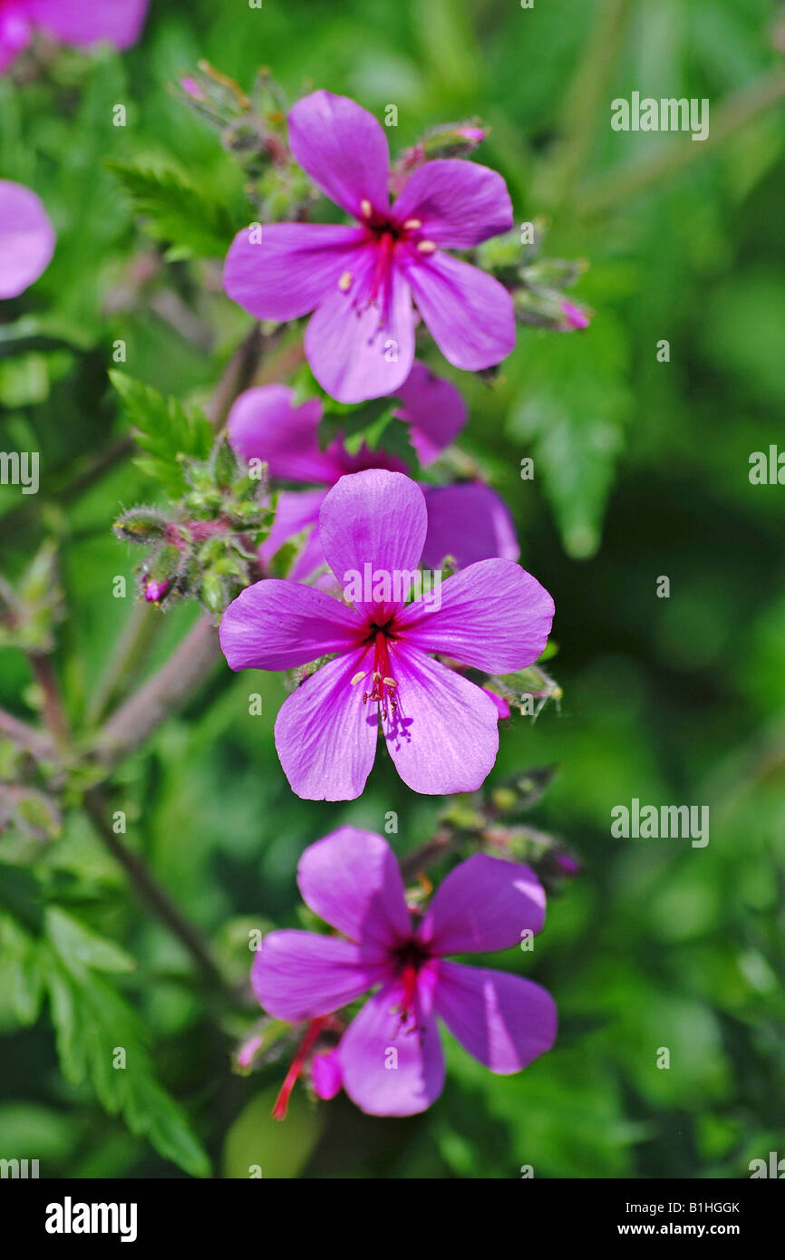 Geranium palmatum hi-res stock photography and images - Alamy