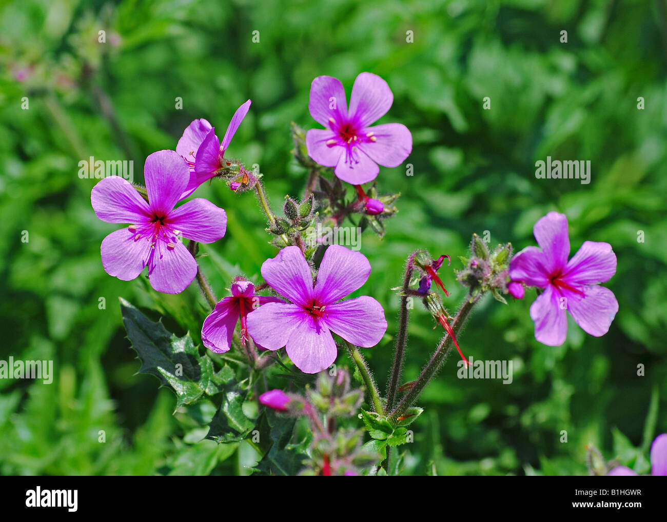 Geranium palmatum hi-res stock photography and images - Alamy