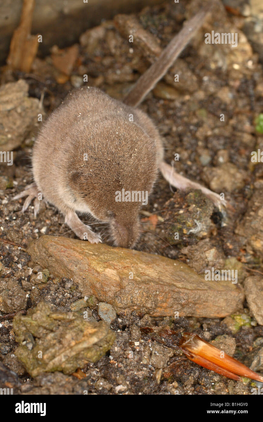 PYGMY SHREW SOREX MINUTUS FORAGING FRONT VIEW Stock Photo - Alamy