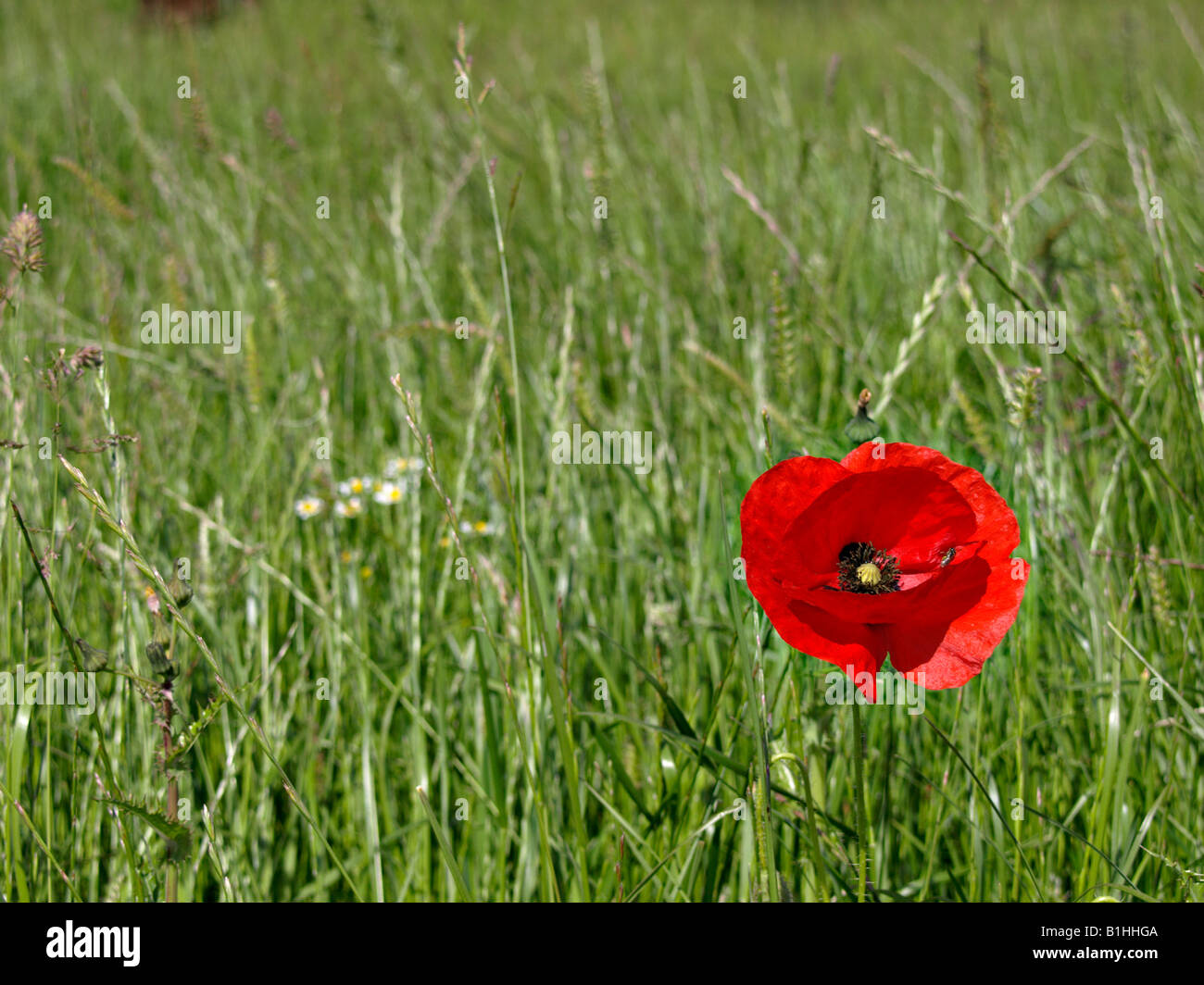 Feild poppy hi-res stock photography and images - Alamy