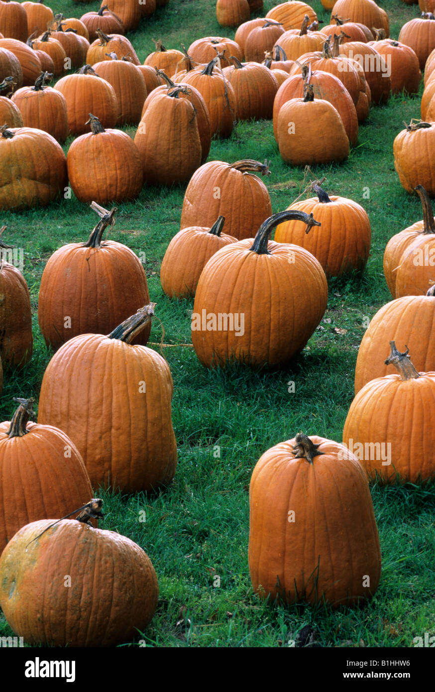 Festive pumpkins hi-res stock photography and images - Alamy