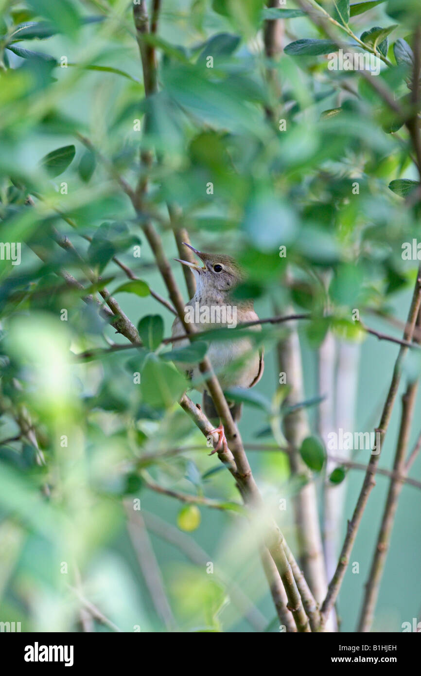 GRASSHOPPER WARBLER LOCUSTELLA NAEVIA SINGING IN WILLOW SCRUB Stock ...