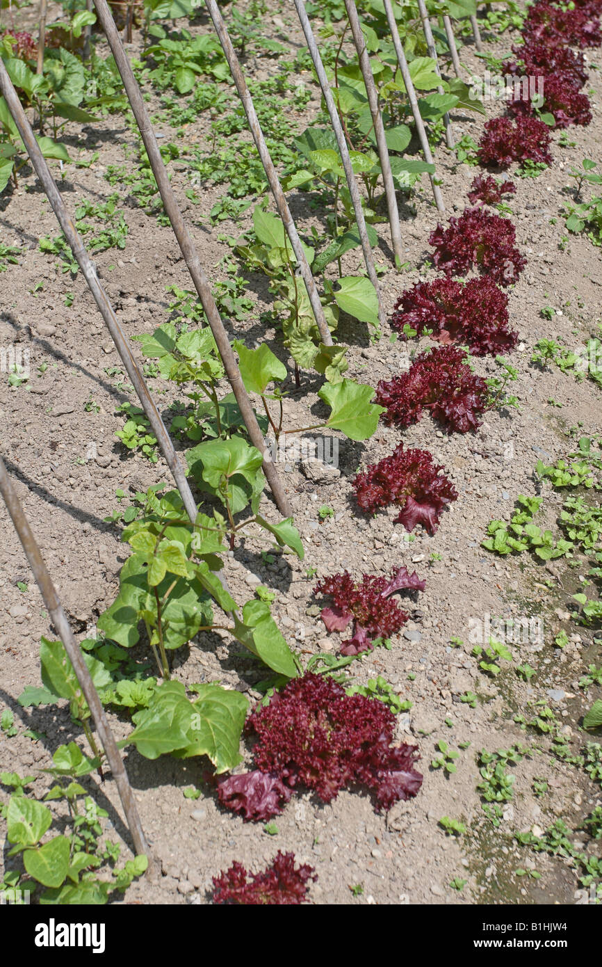 Intercropping hi-res stock photography and images - Alamy