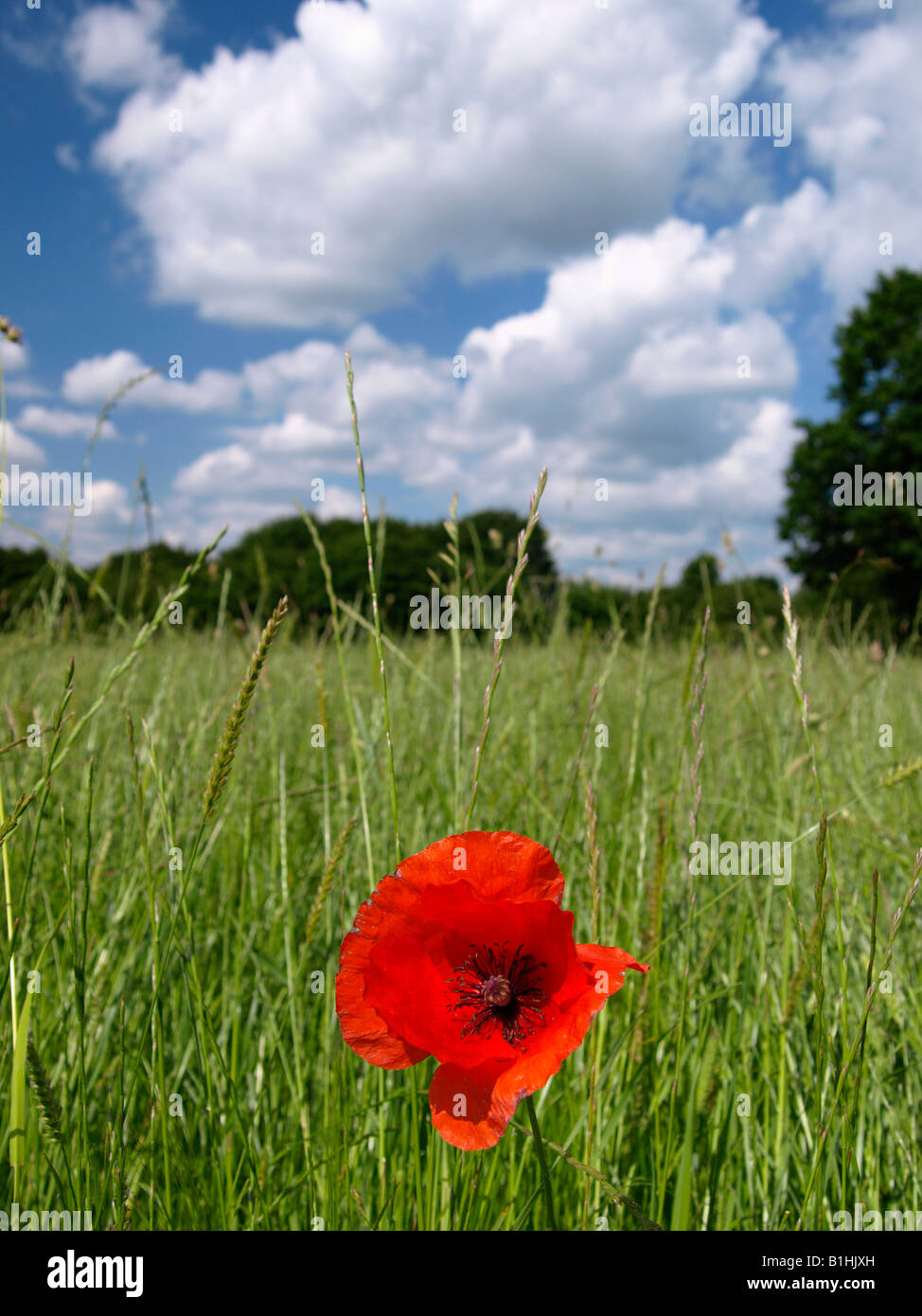 Poppy in grassland hi-res stock photography and images - Alamy