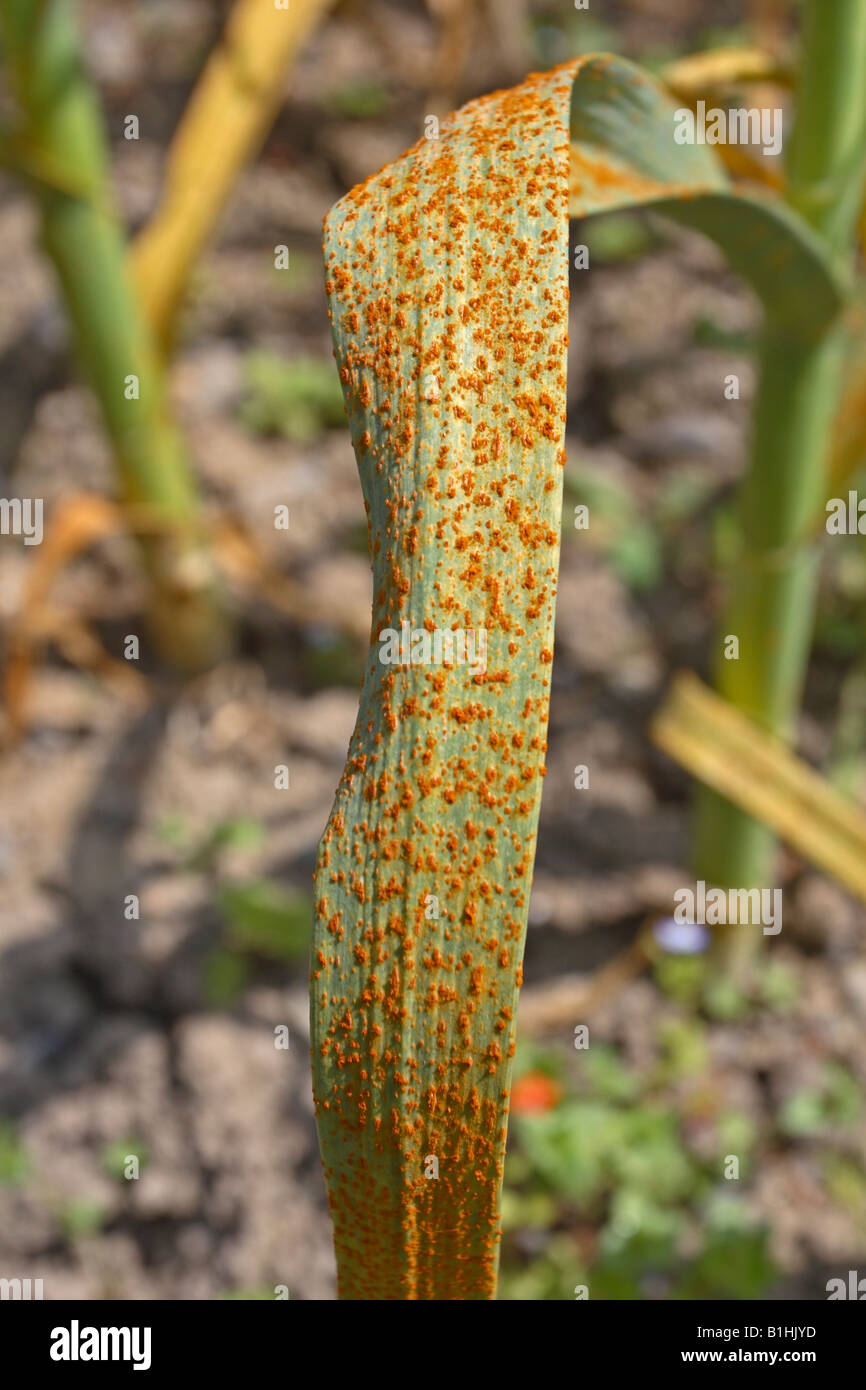 Leek rust hi-res stock photography and images - Alamy