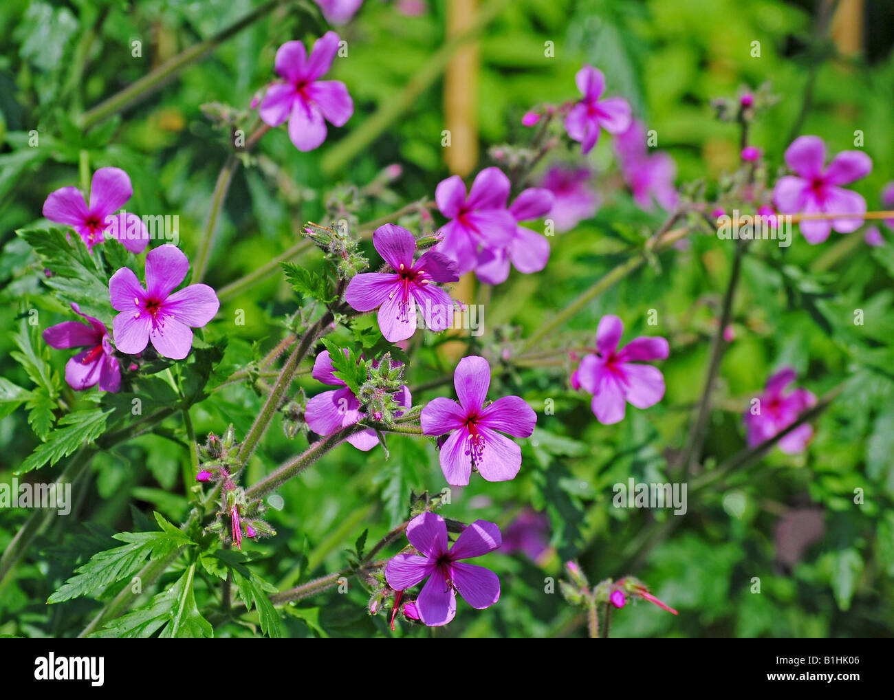 Geranium palmatum hi-res stock photography and images - Alamy