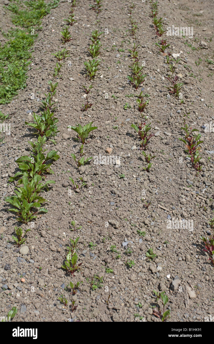 BEETROOT CAN SUFFER FROM POOR GERMINATION Stock Photo - Alamy