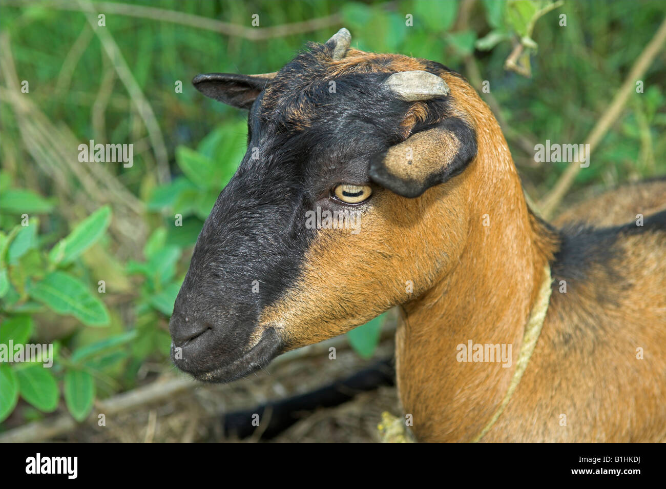 Closeup domestic black and tan goat in Kumarakom Kerala India Stock ...
