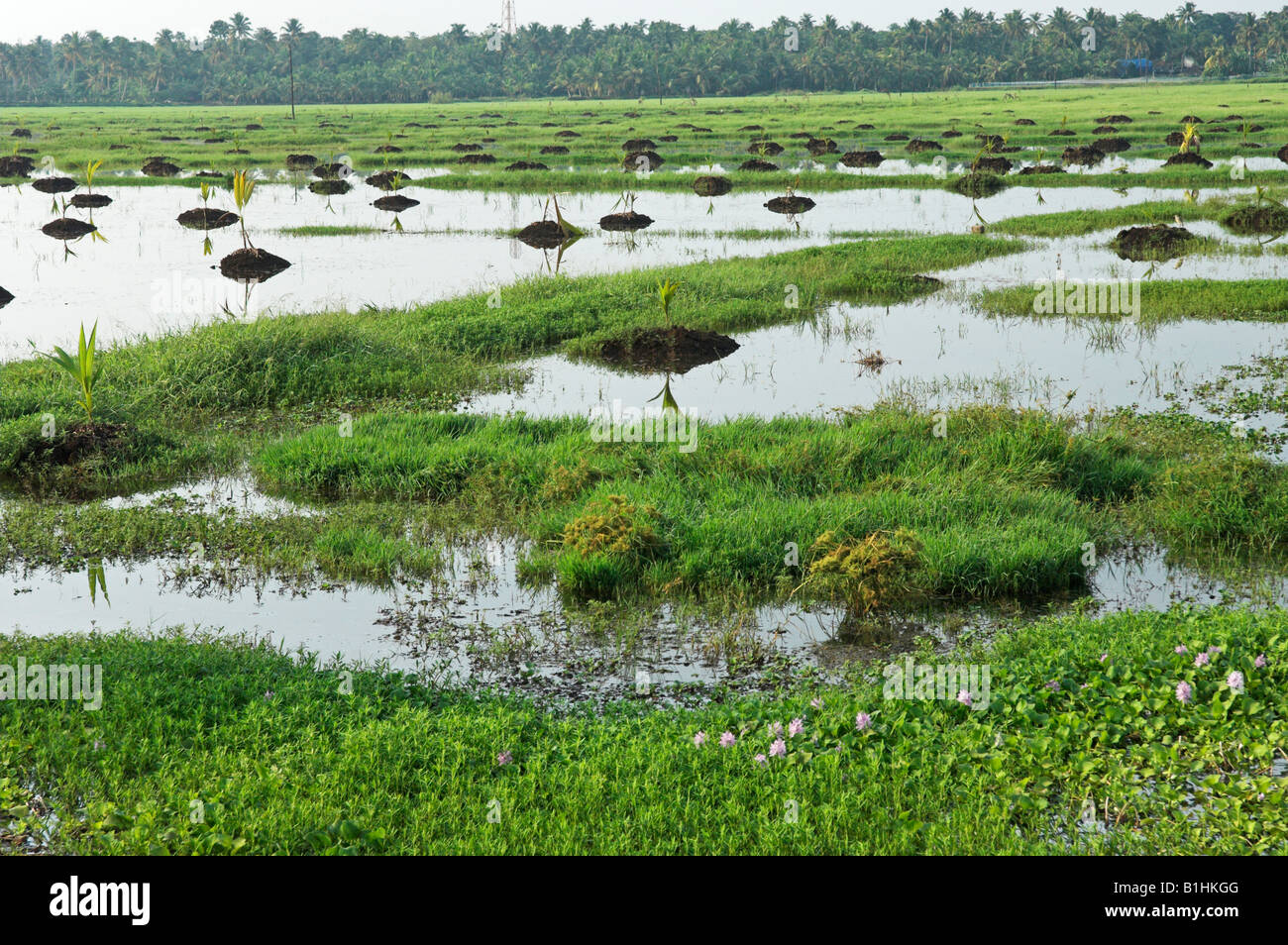 Flooded [rice paddy] Kerala backwaters being replanted and converted to ...