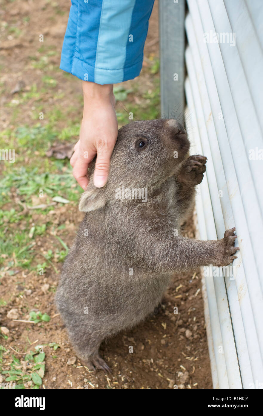 A young Wombat receives a pat Stock Photo - Alamy