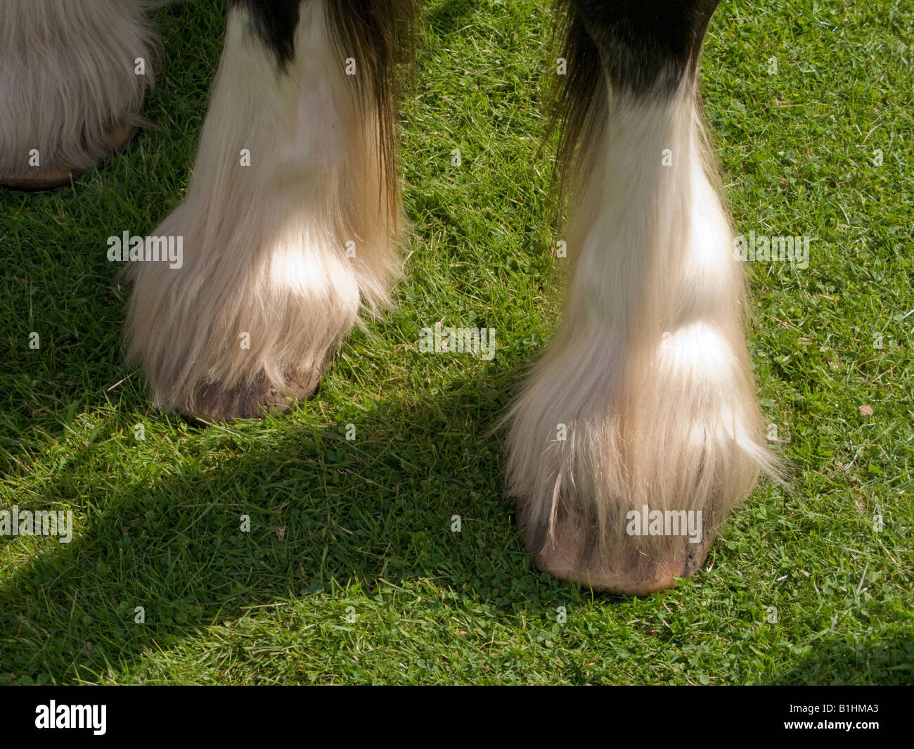 Shire horse feet hi-res stock photography and images - Alamy