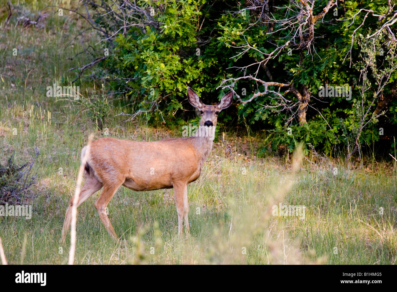 Curious mule deer Stock Photo - Alamy