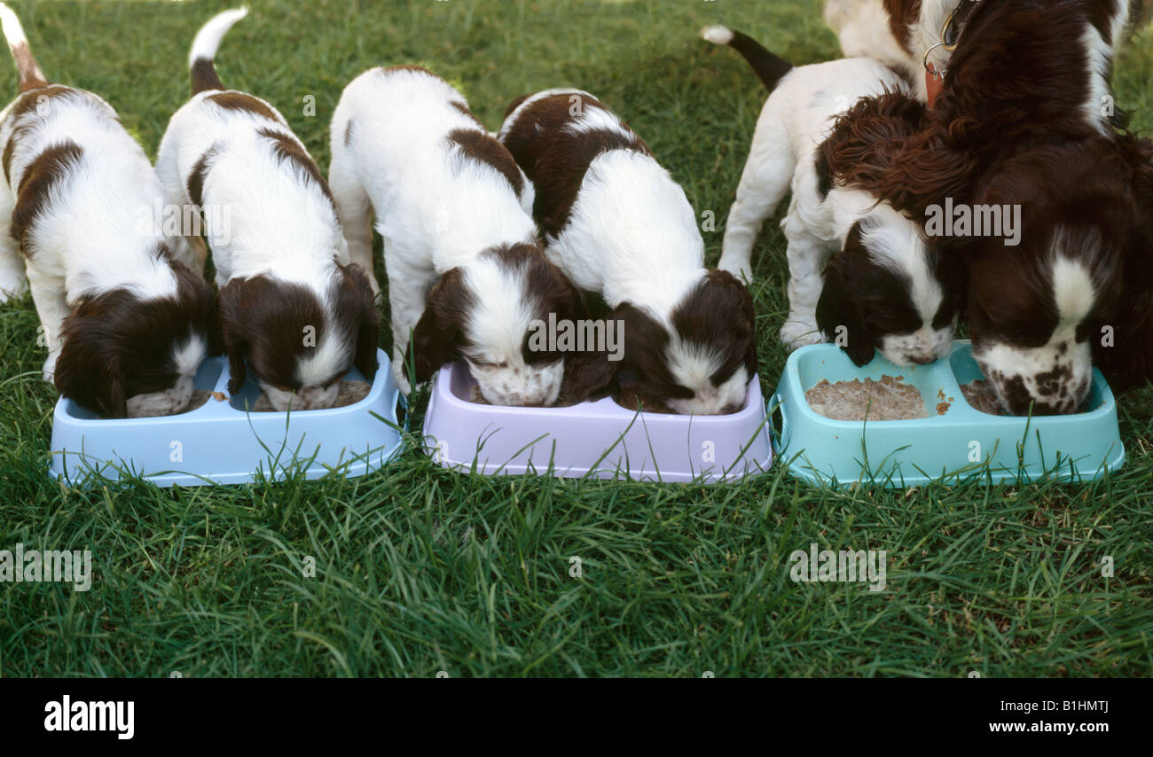 Five week old English Springer Spaniel puppies, feeding with their ...