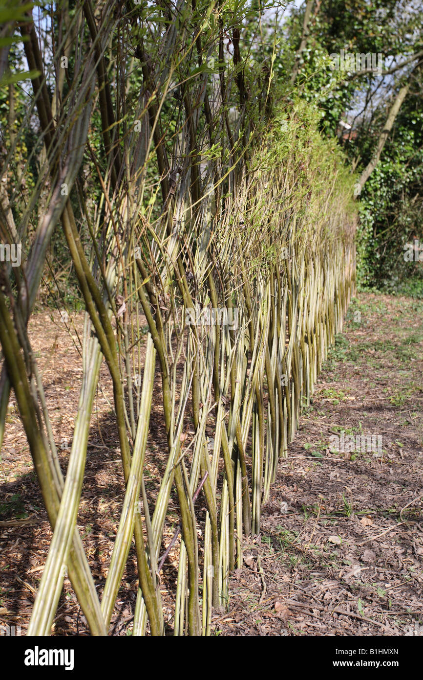 DECORATIVE WILLOW WEAVE MAKES STRONG AND ATTRACTIVE FENCE Stock Photo ...