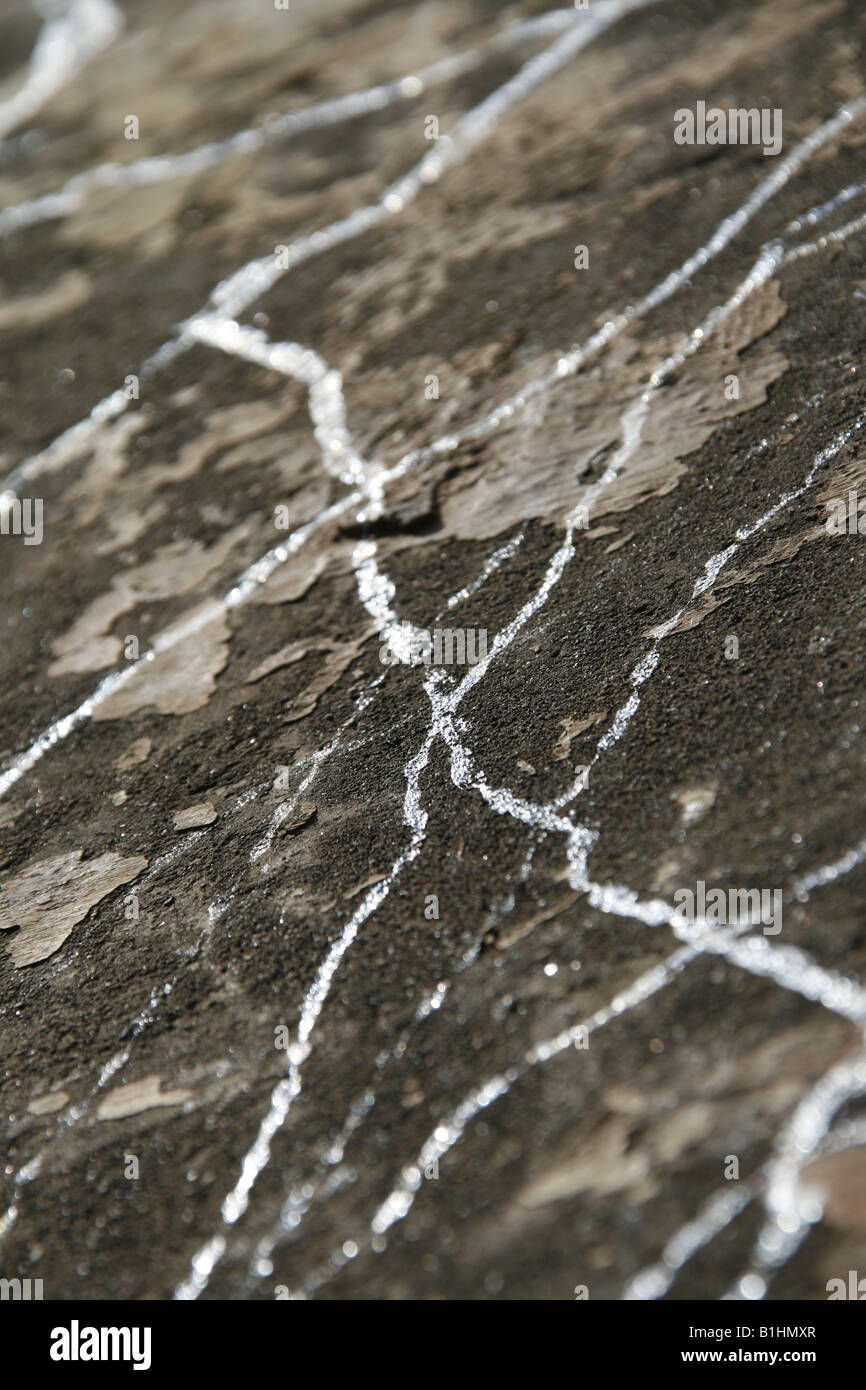 snail path tracks on wall surface Stock Photo - Alamy