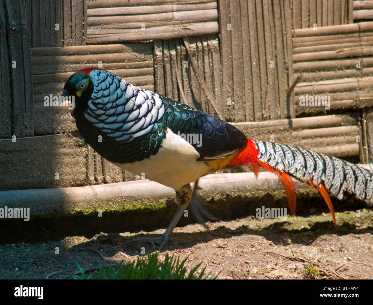 Lady amherst pheasant hi-res stock photography and images - Alamy