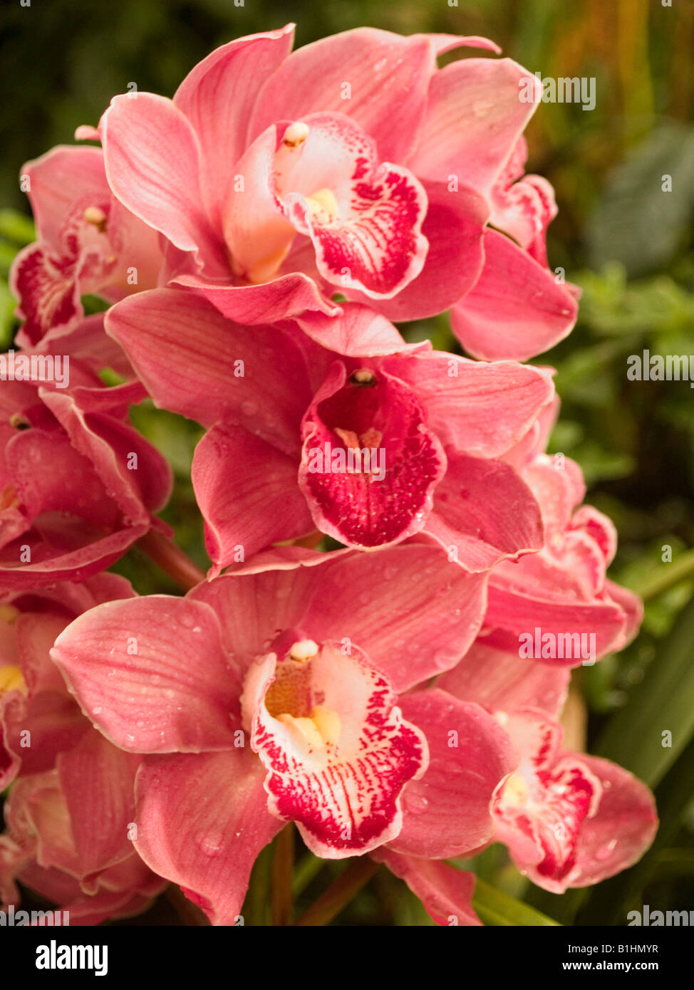 cymbidium orchids on display in Sikkim India Stock Photo - Alamy