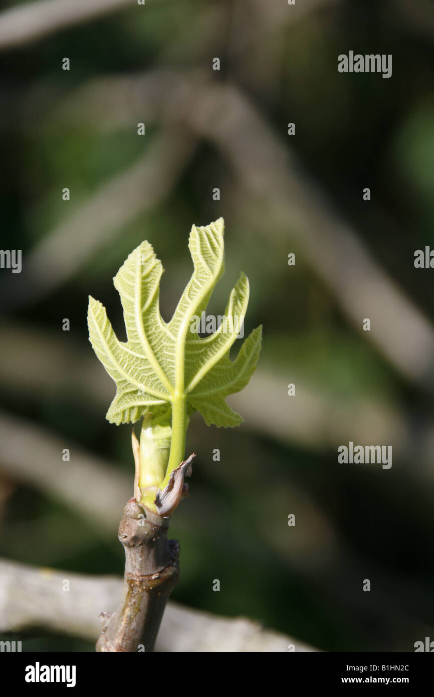 one new green leaf bud sprout on tree in woods Stock Photo - Alamy
