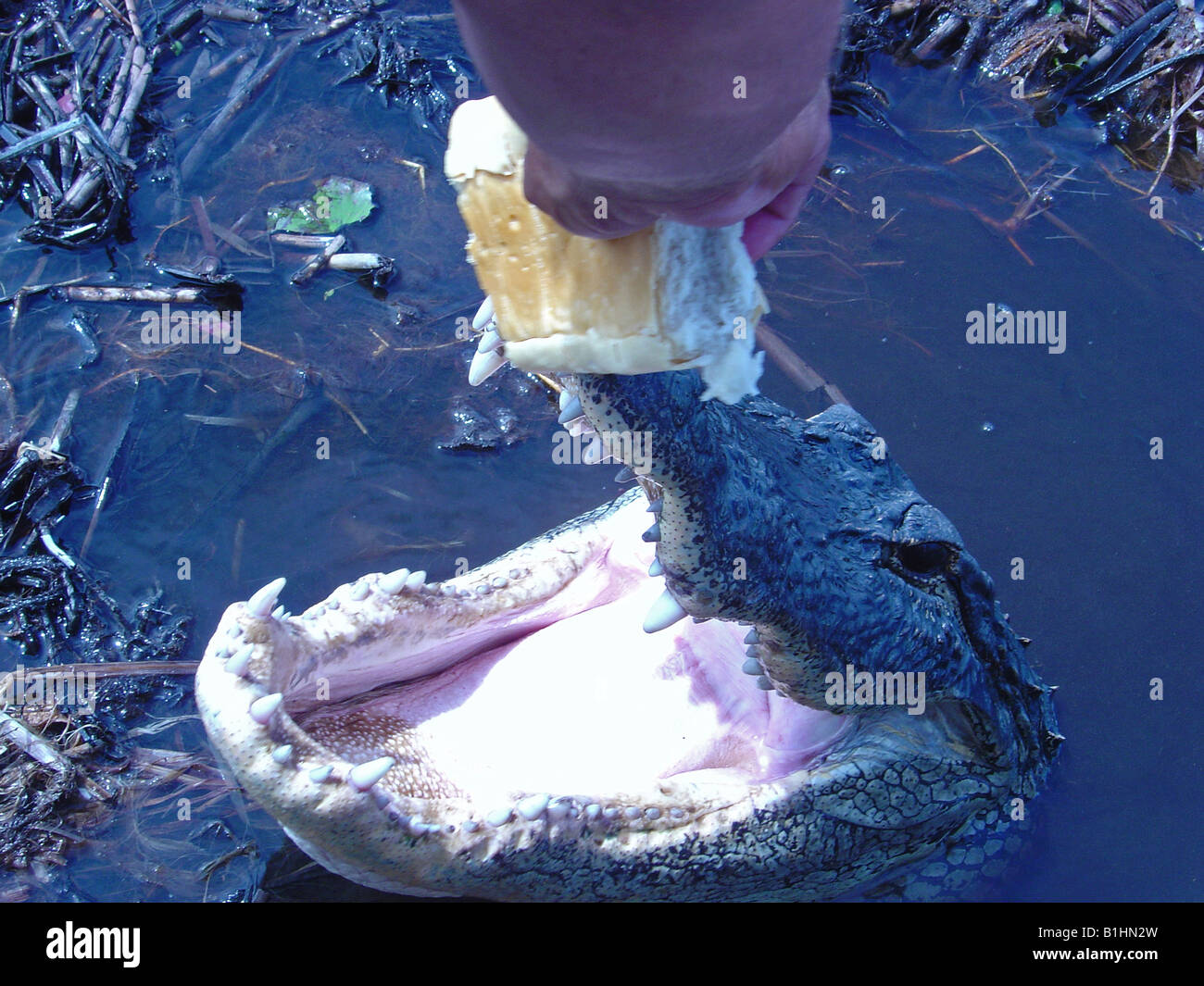 Giant alligator hi-res stock photography and images - Alamy