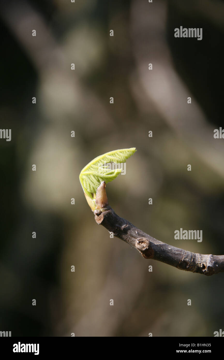 one new green leaf bud sprout on tree in woods Stock Photo - Alamy