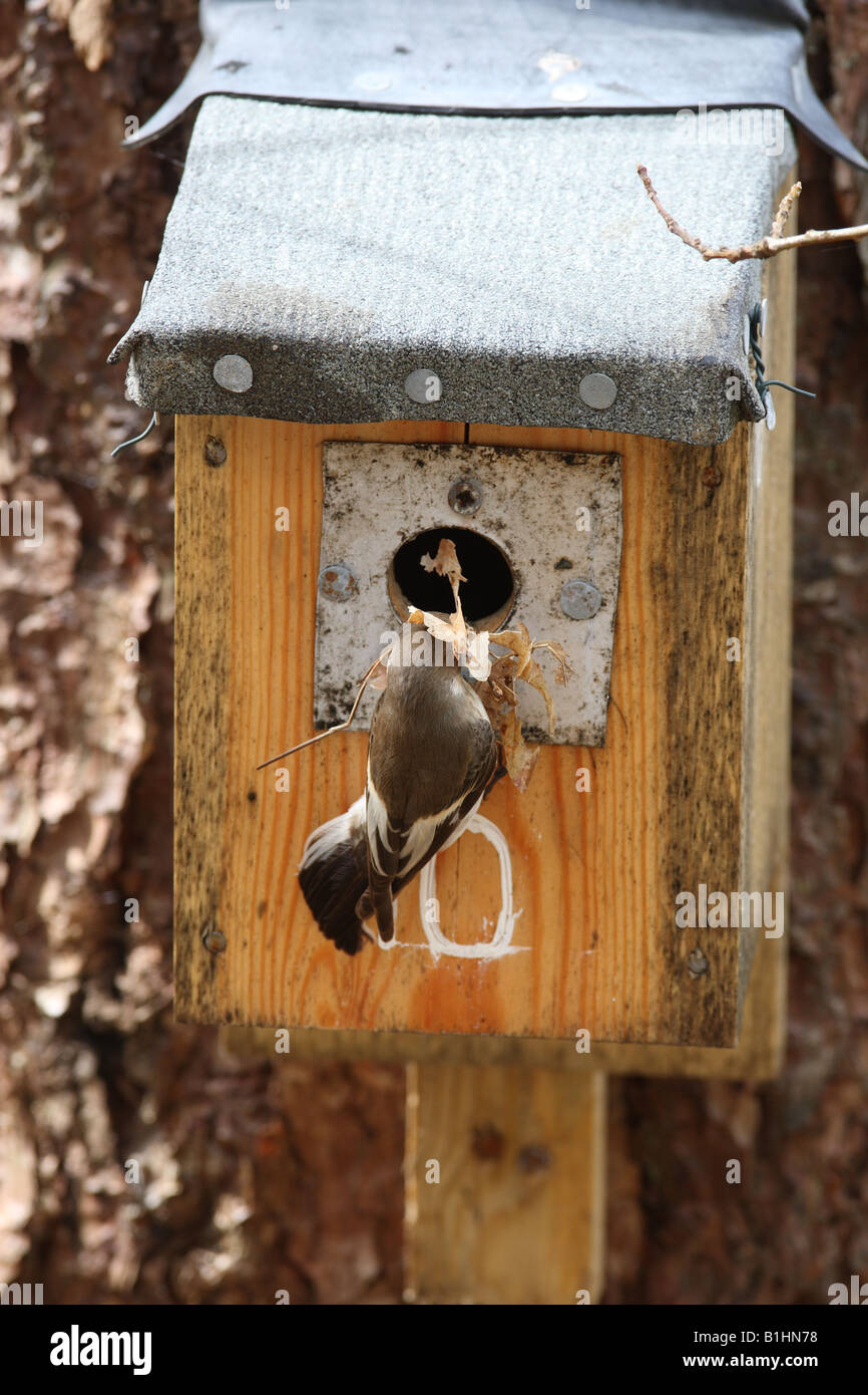 PIED FLYCATCHER Ficedula hypoleuca FEMALE TAKING NEST MATERIAL TO NEST ...