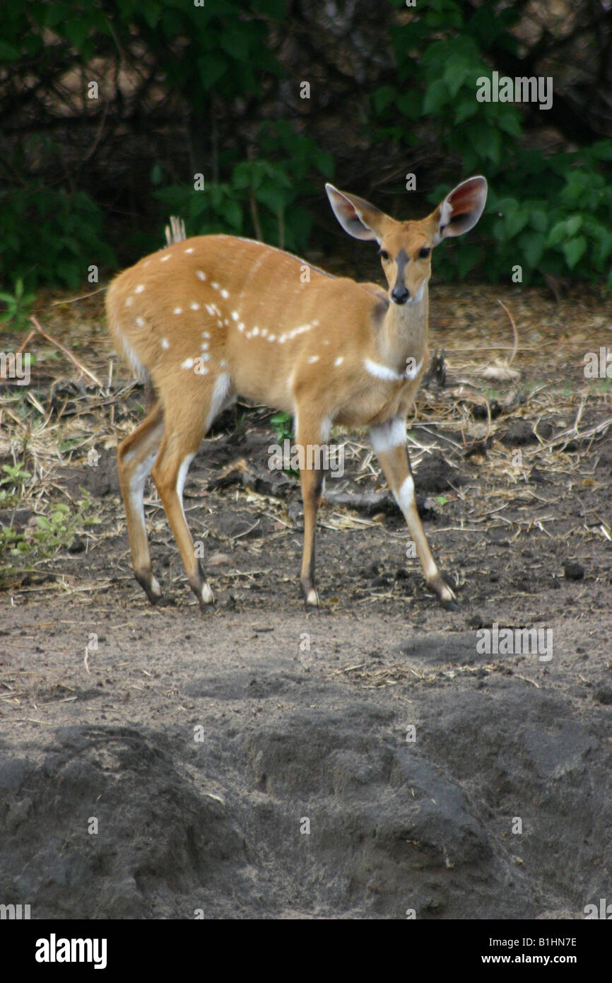 Bush Buck in bush Stock Photo - Alamy