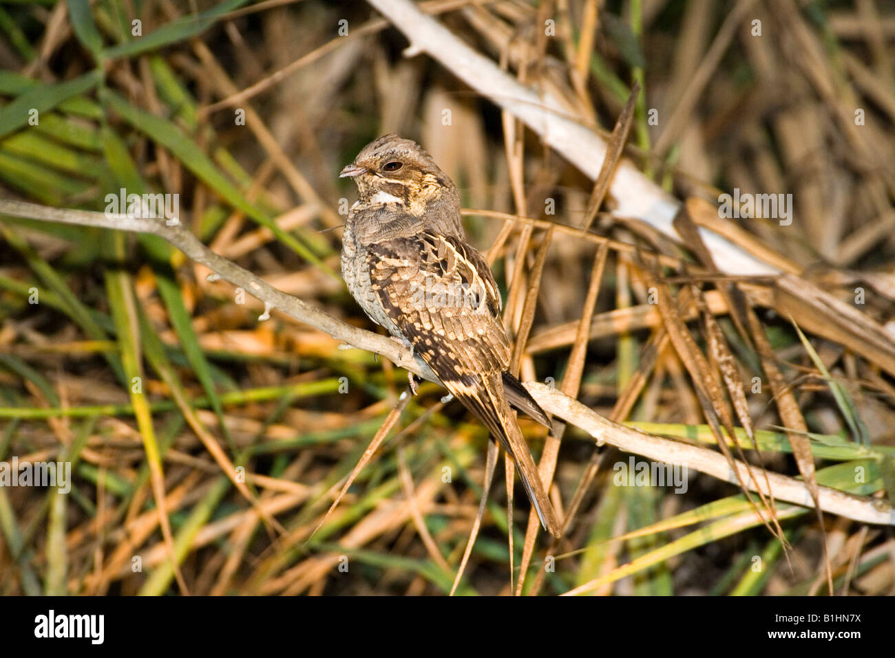 Common Pauraque Nyctidromus albicollis San Blas Nayarit Mexico 20 ...
